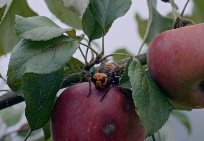 Attack of the Murder Hornets: When a Deadly Bug Made a Beeline for the ...